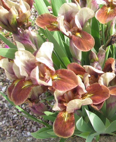 Pottertons Nursery - Iris 'Jasper Gem'